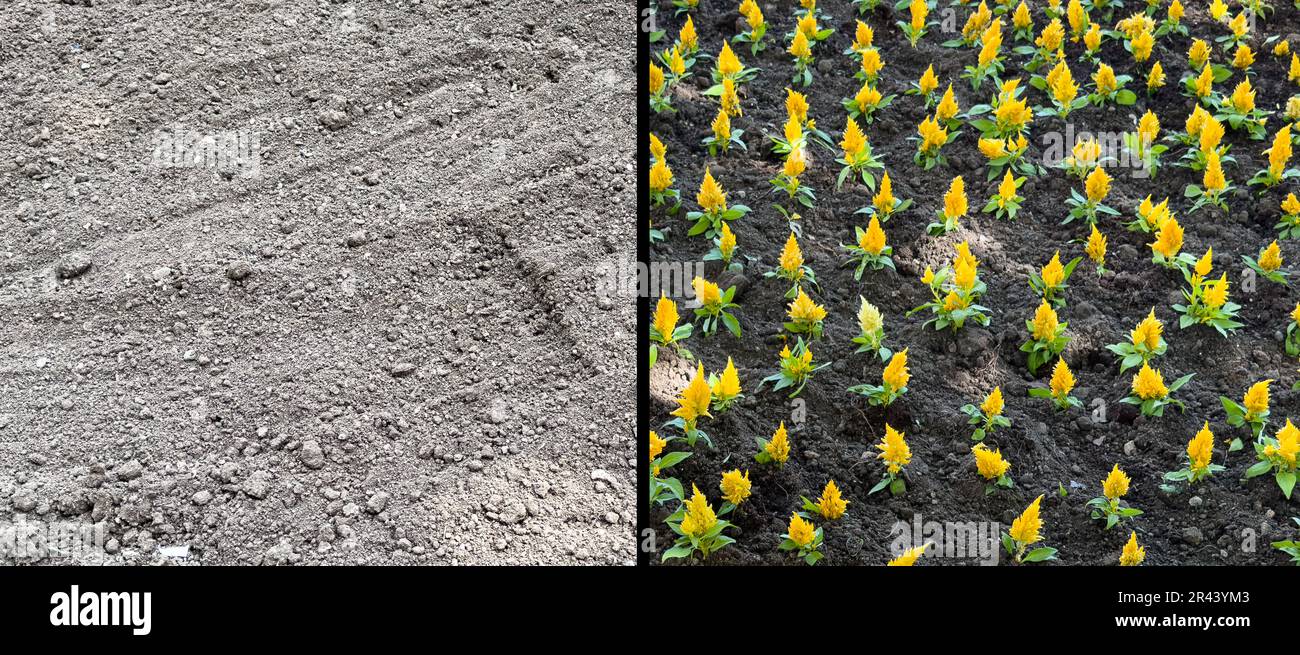 Planting plants and flowers fertile soil. Before and after. Nature ...
