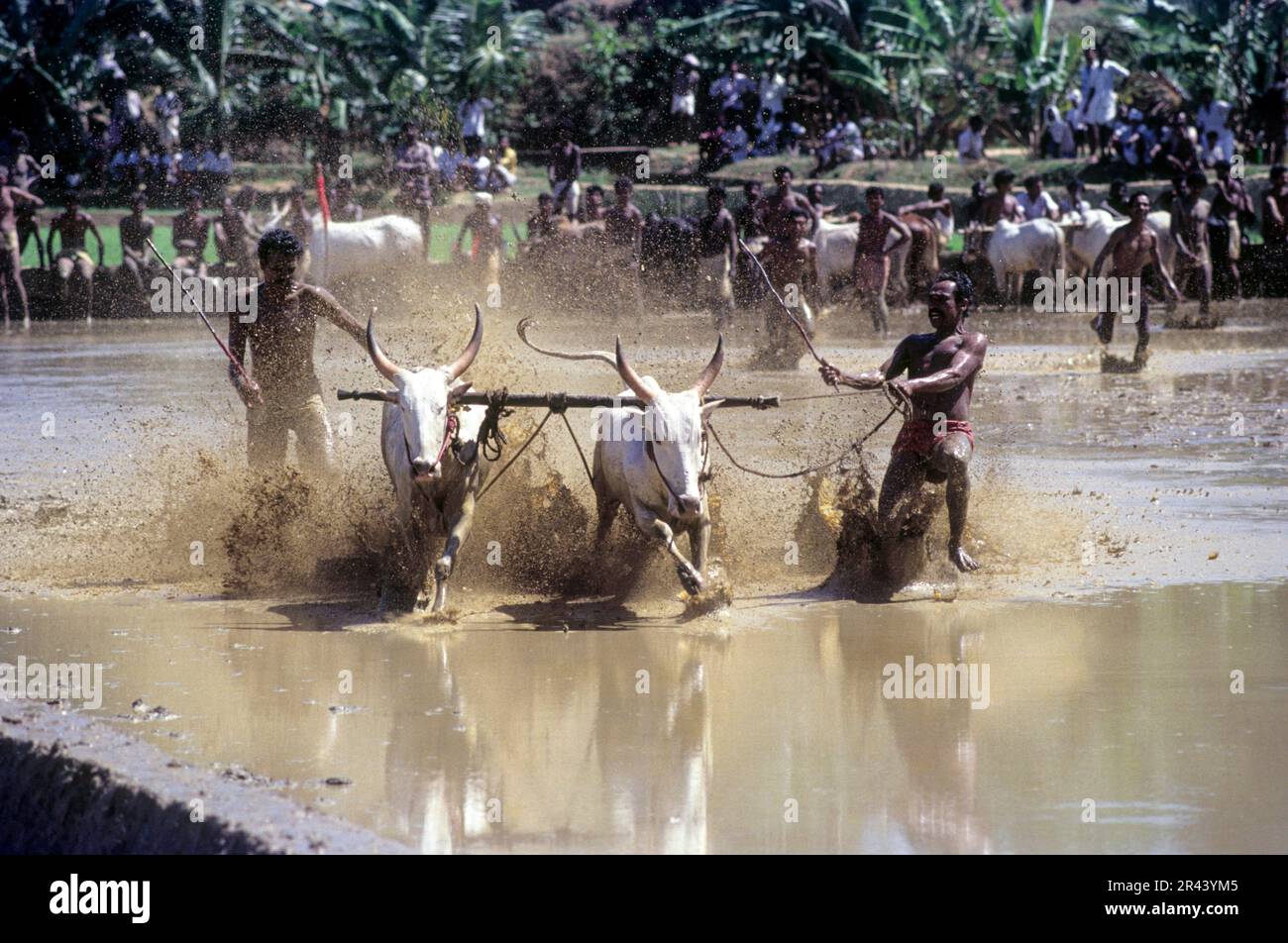 Cattle racing is an old kerala sport. Two racers coax their oxen ...