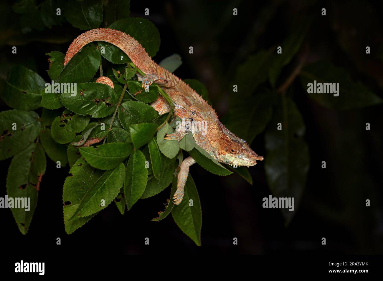 Chameleon from Madagascar. Calumma crypticum, Blue-legged chameleon ...