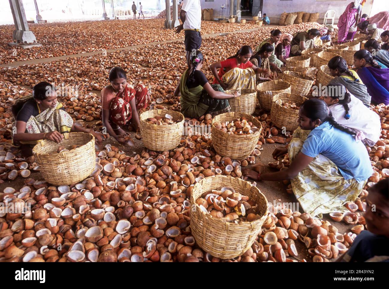 Workers grading copras in an oil extracting factory at Vellakoil ...