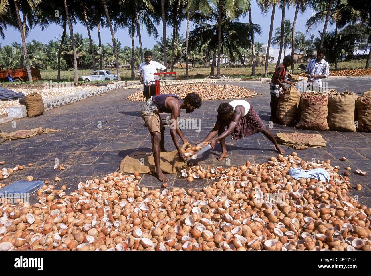Workers packing the dired coconuts copras in an oil extracting factory ...