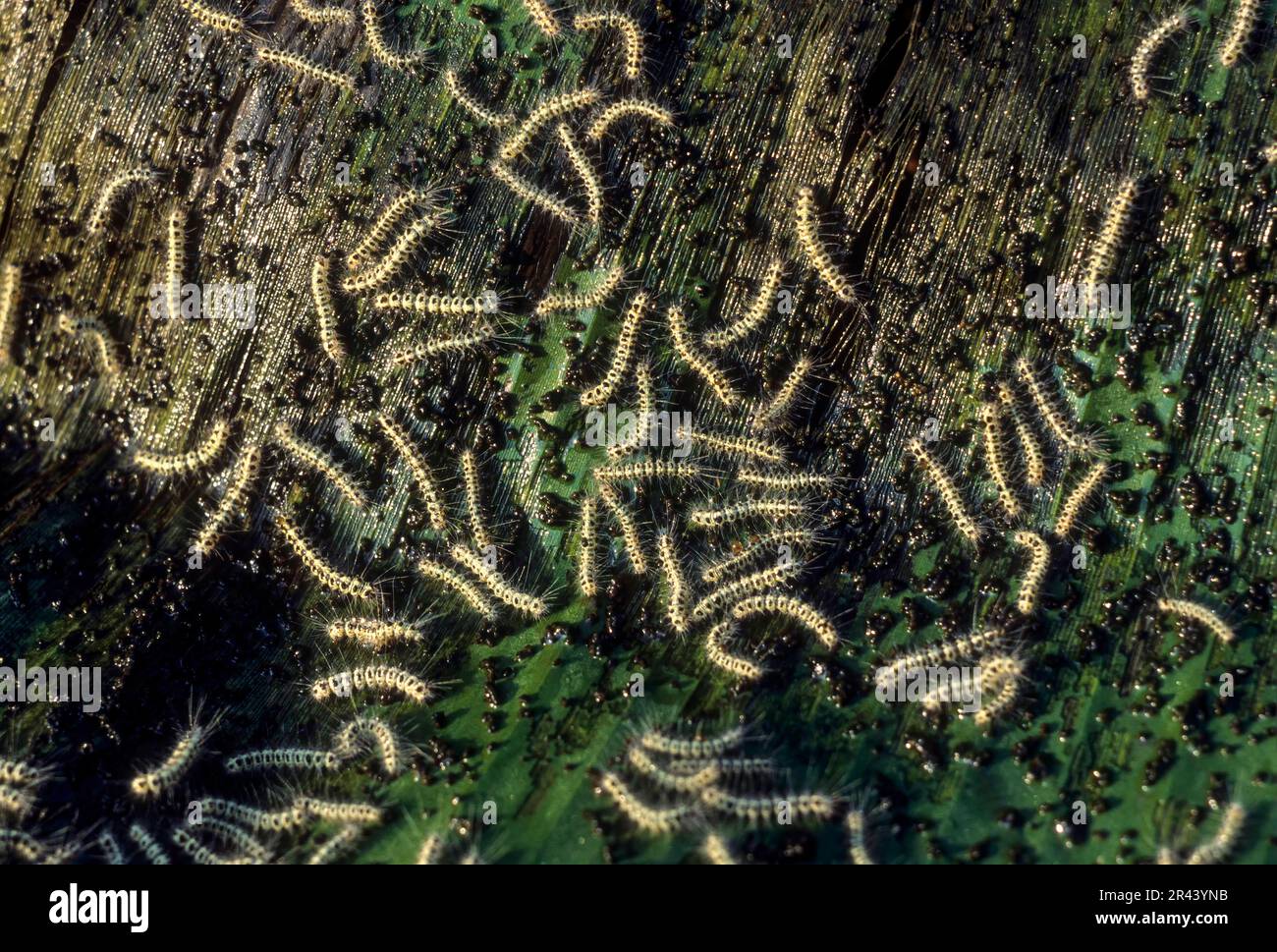 Weird worms in banana leaves, Tamil Nadu, South India, India, Asia ...