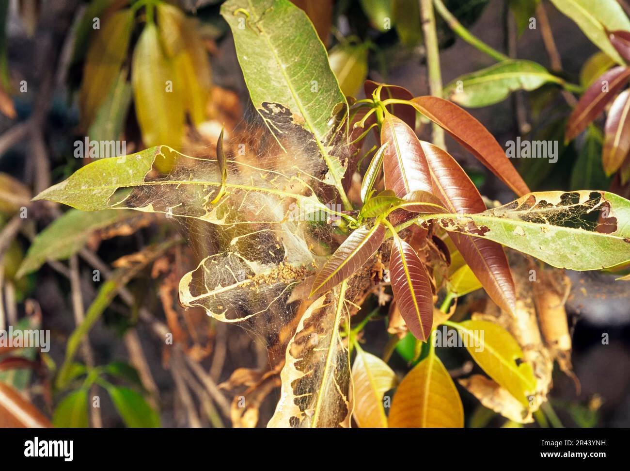 Mango leaves, damage caused by the larvae of Orthaga euadrusalis, South ...