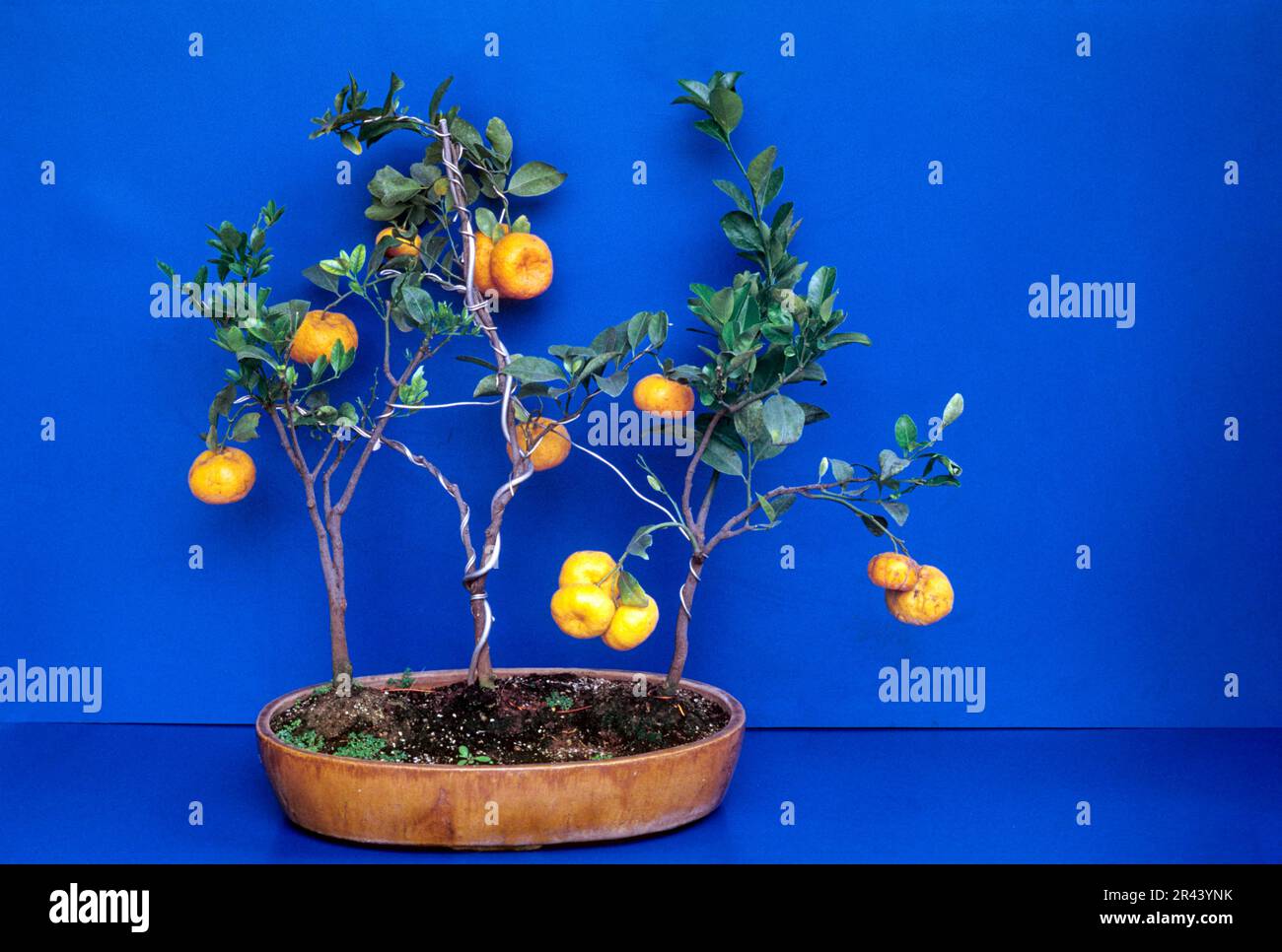 Bonsai Sweet orange (Citrus x sinensis) Tree with fruit, India, Asia ...