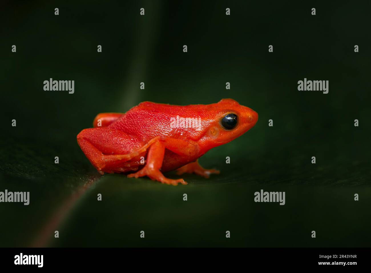 Red orange frog from Madagascar. Golden mantella, Mantella aurantiaca, orange red frog from ...