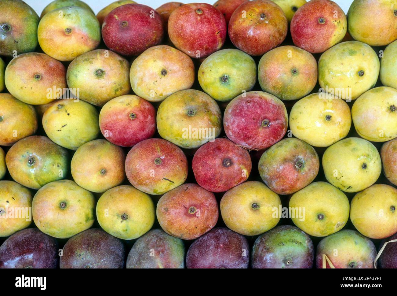 South indian fruits hi-res stock photography and images - Alamy