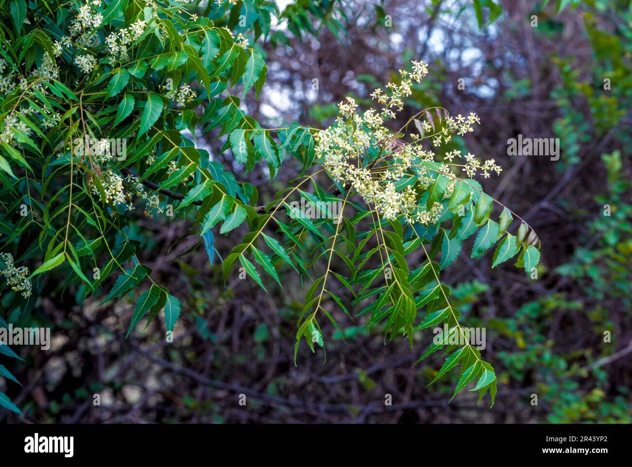 Neem leaves with flower (Azadirachta Indica a. juss) (Melia azadirachta ...
