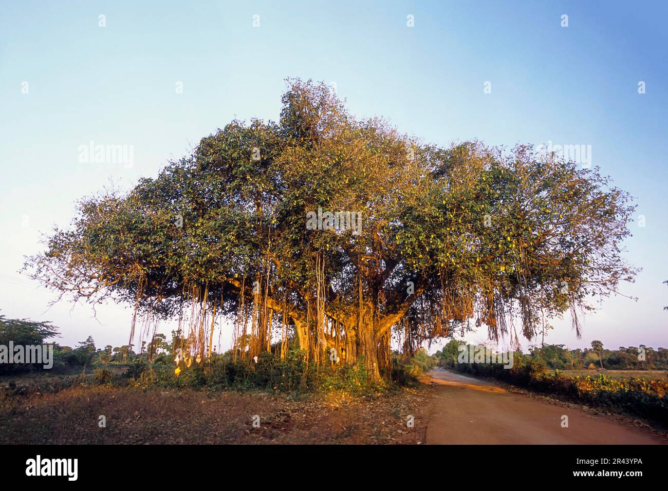 Indian Banyan tree (Ficus Benghalensis Linn) banyan fig, Tamil Nadu ...