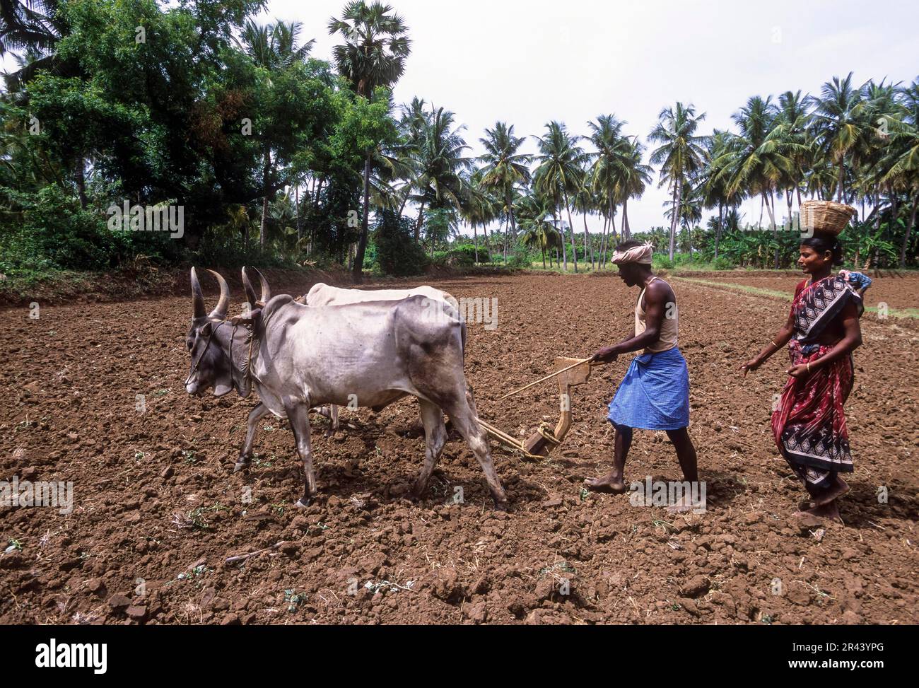 The traditional cultivars sown by them over generations, from the ...