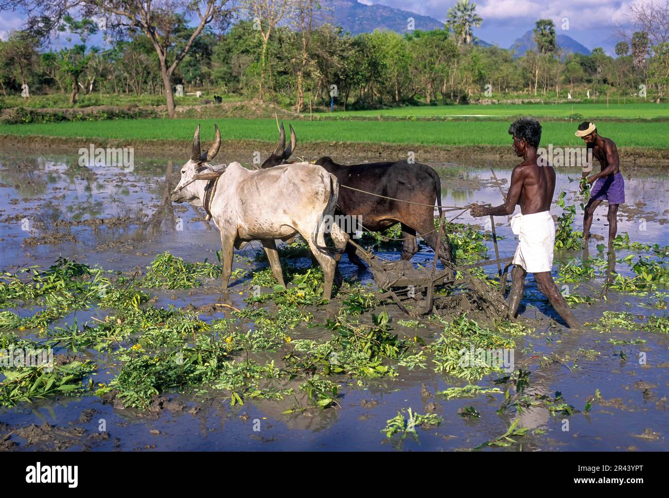 Traditional ploughing after green leaves manuring, Tamil Nadu, South ...