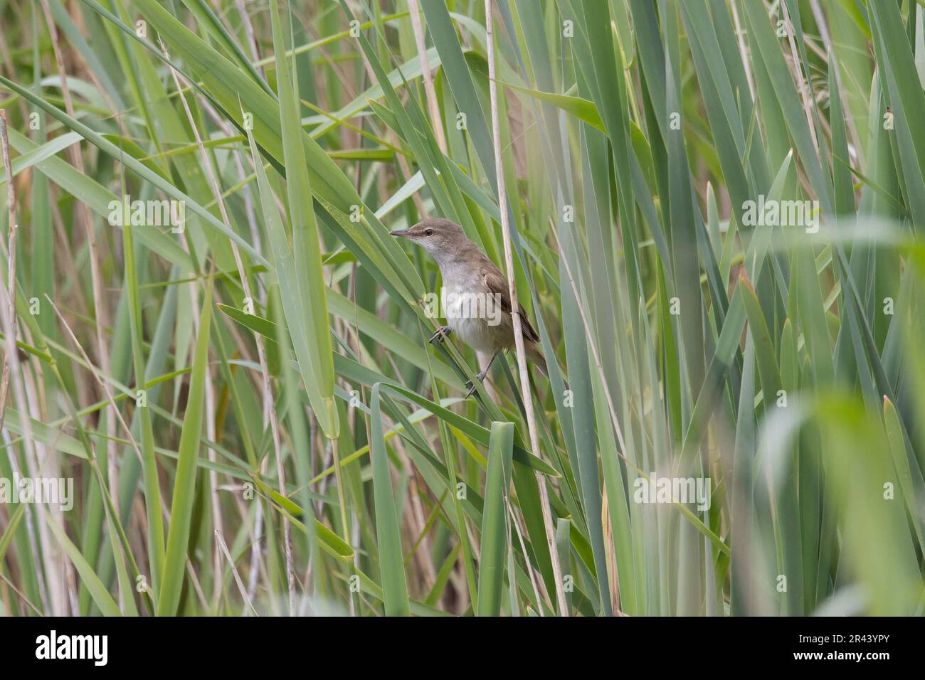 Great Reed Warbler (Acrocephalus arundinaceus) Strumpshaw Norfolk UK GB ...
