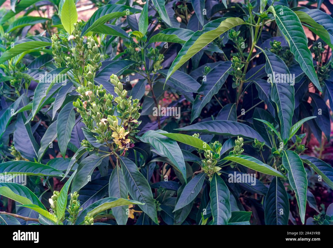 Justicia adhatoda hi-res stock photography and images - Alamy