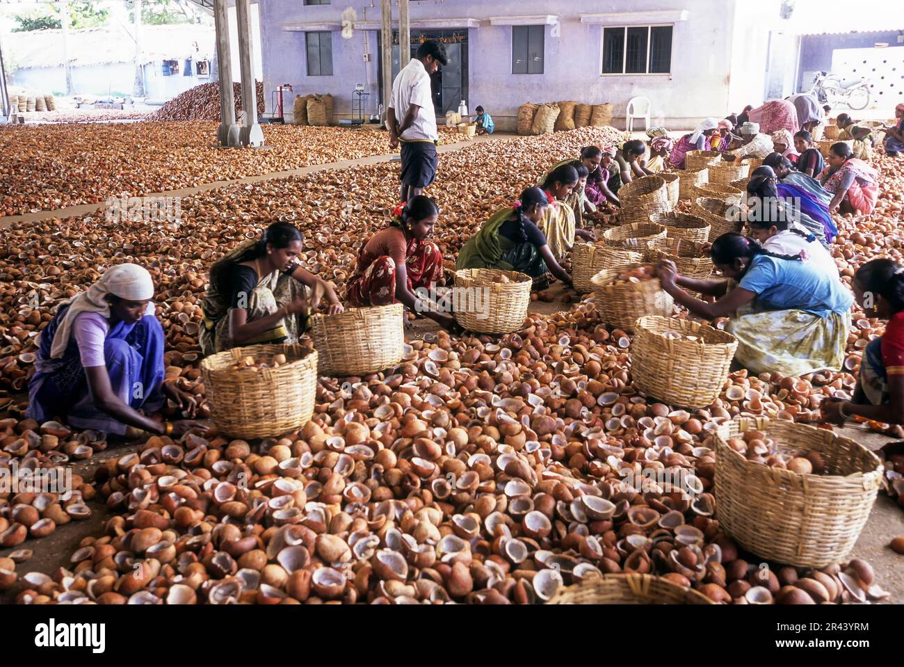 Workers grading copras in an oil extracting factory at Vellakoil ...