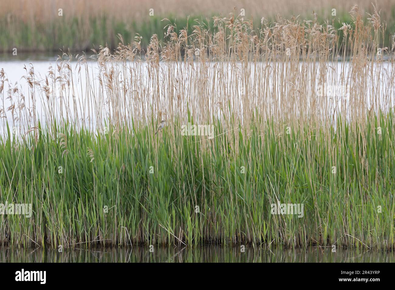 Great Reed Warbler (Acrocephalus arundinaceus) Strumpshaw Norfolk UK GB ...