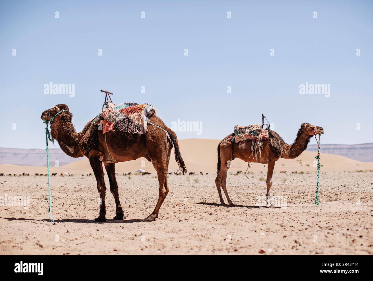Two camels stand facing away from each other in the desert, Morocco ...