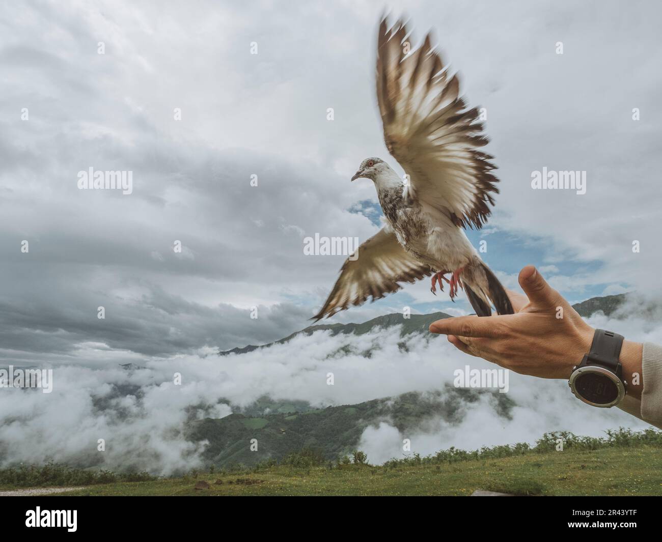 Portrait of pigeon flying out of the hands of a man with clock Stock ...