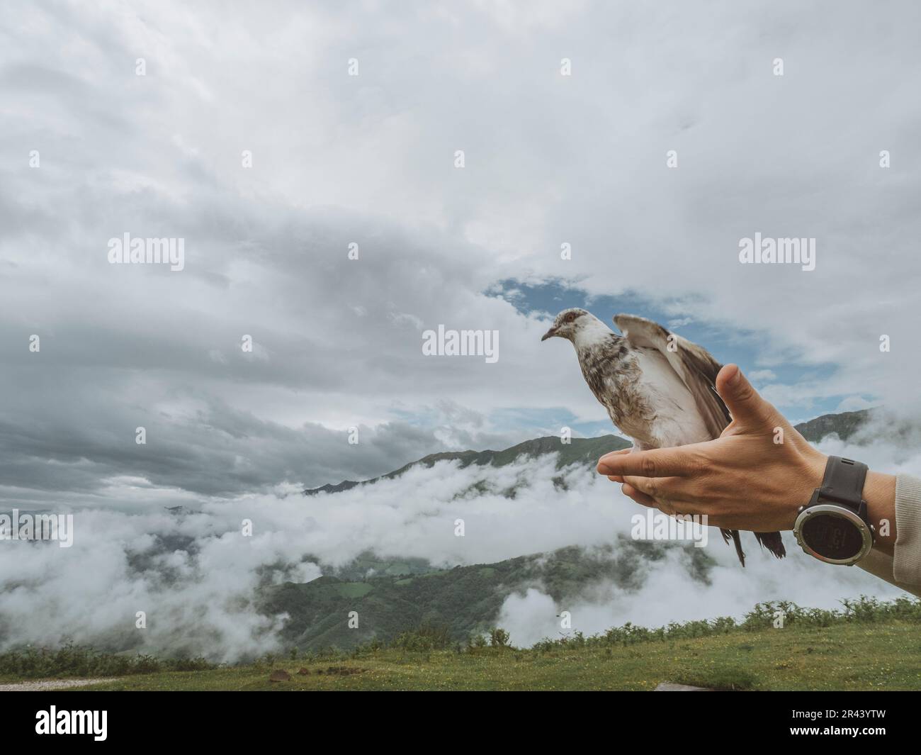Portrait of pigeon between the hands of a man with clock about to take ...