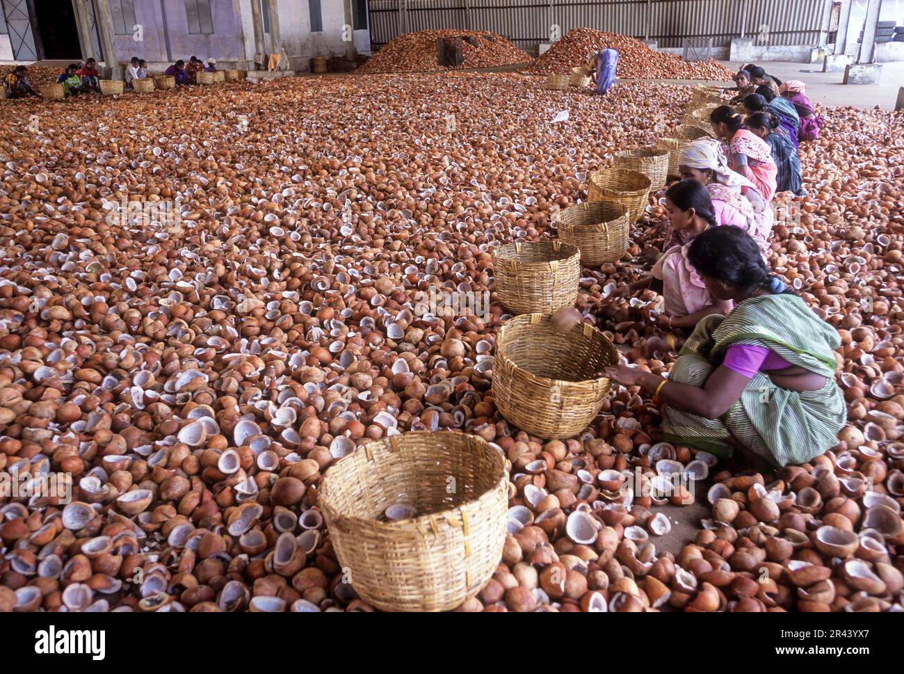 Workers grading copras in an oil extracting factory at Vellakoil ...