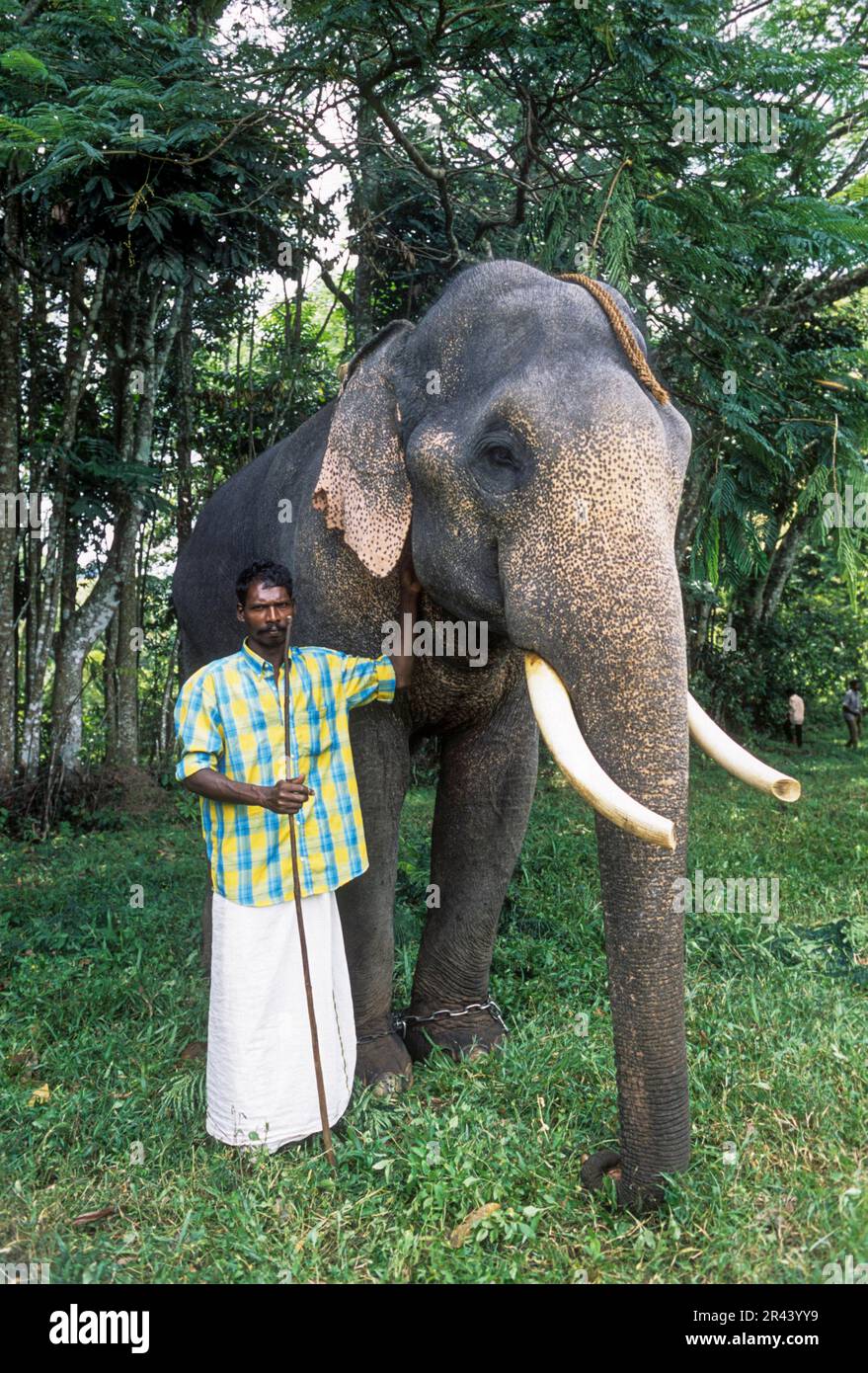 Varagaliyar camp elephant with Mahout during Elephant day celebrations ...