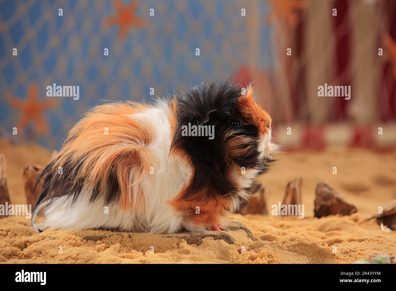 Angora guinea pig, tortie-white Stock Photo - Alamy