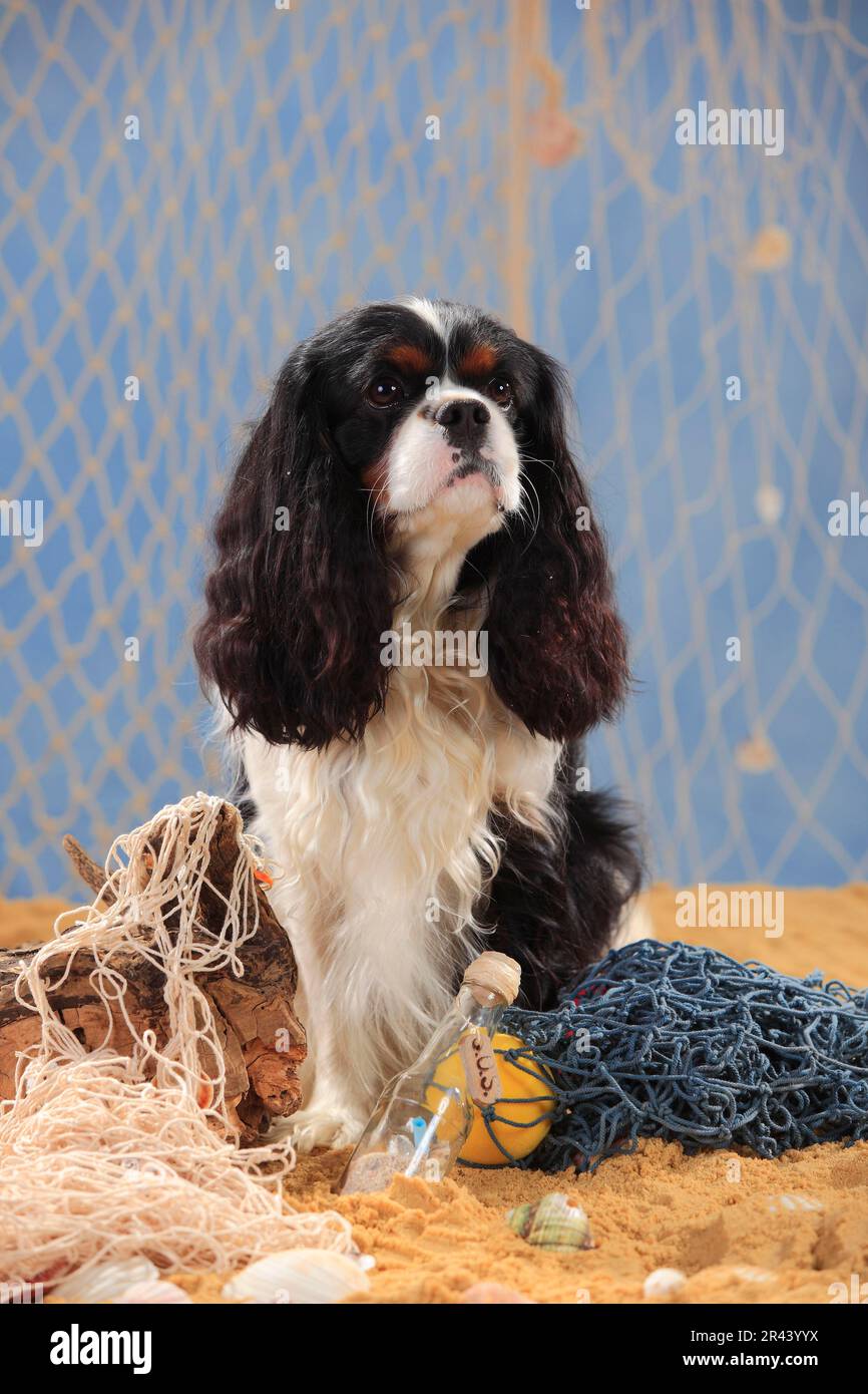 Tri coloured spaniel hi-res stock photography and images - Alamy