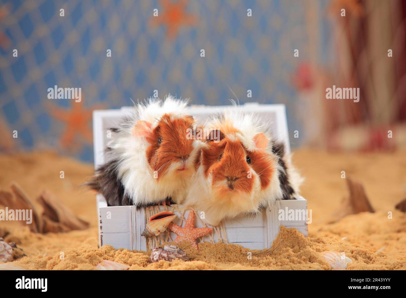 Angora guinea pig, tortie-white Stock Photo - Alamy