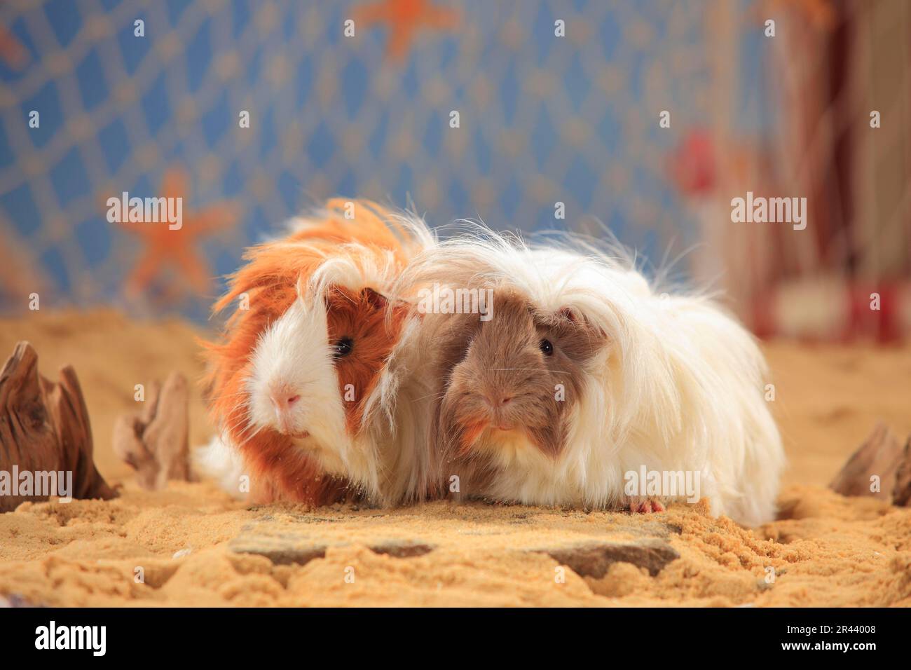 Angora guinea pig, slate blue-gold-white and red-white Stock Photo - Alamy