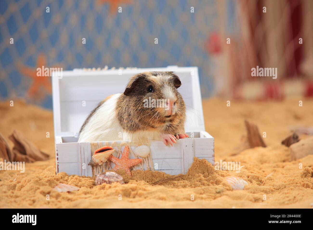 English Crested Guinea Pig Pig Stock Photo - Alamy