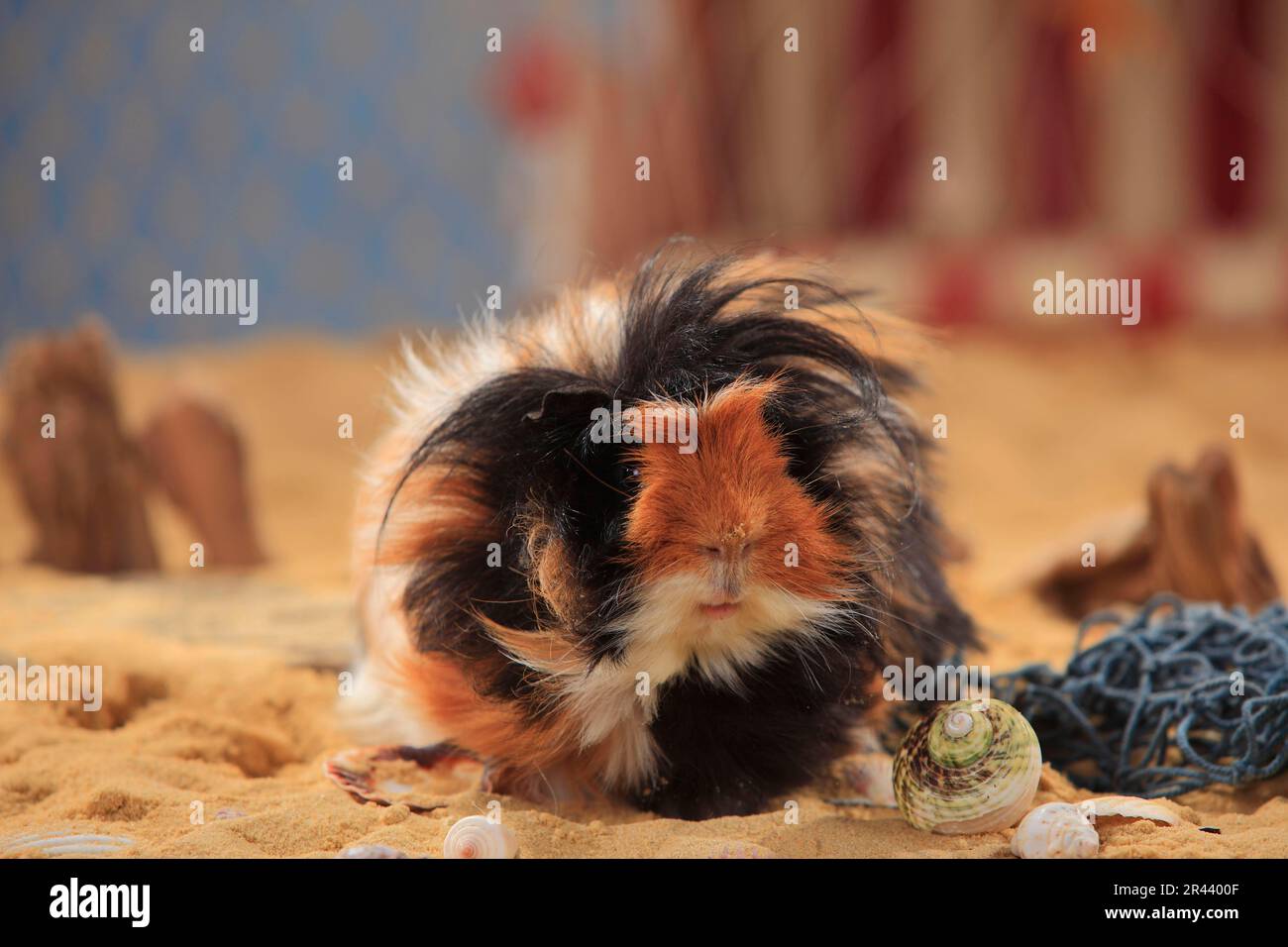 Angora guinea pig hi-res stock photography and images - Alamy