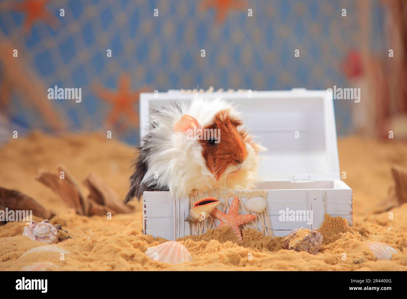 Angora guinea pig, tortie-white Stock Photo - Alamy