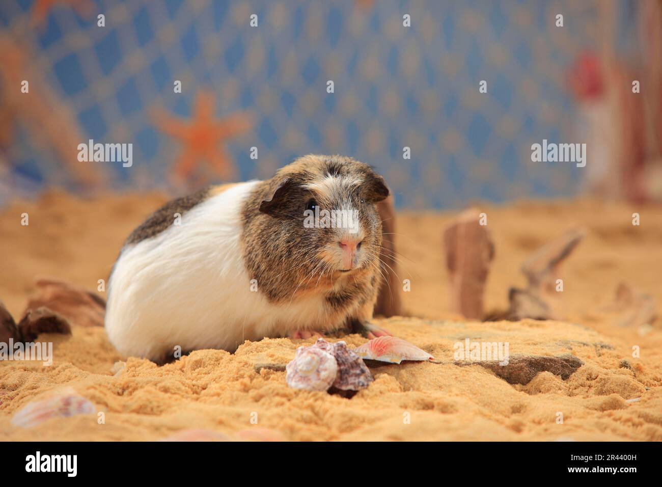 English Crested Guinea Pig Pig Stock Photo - Alamy