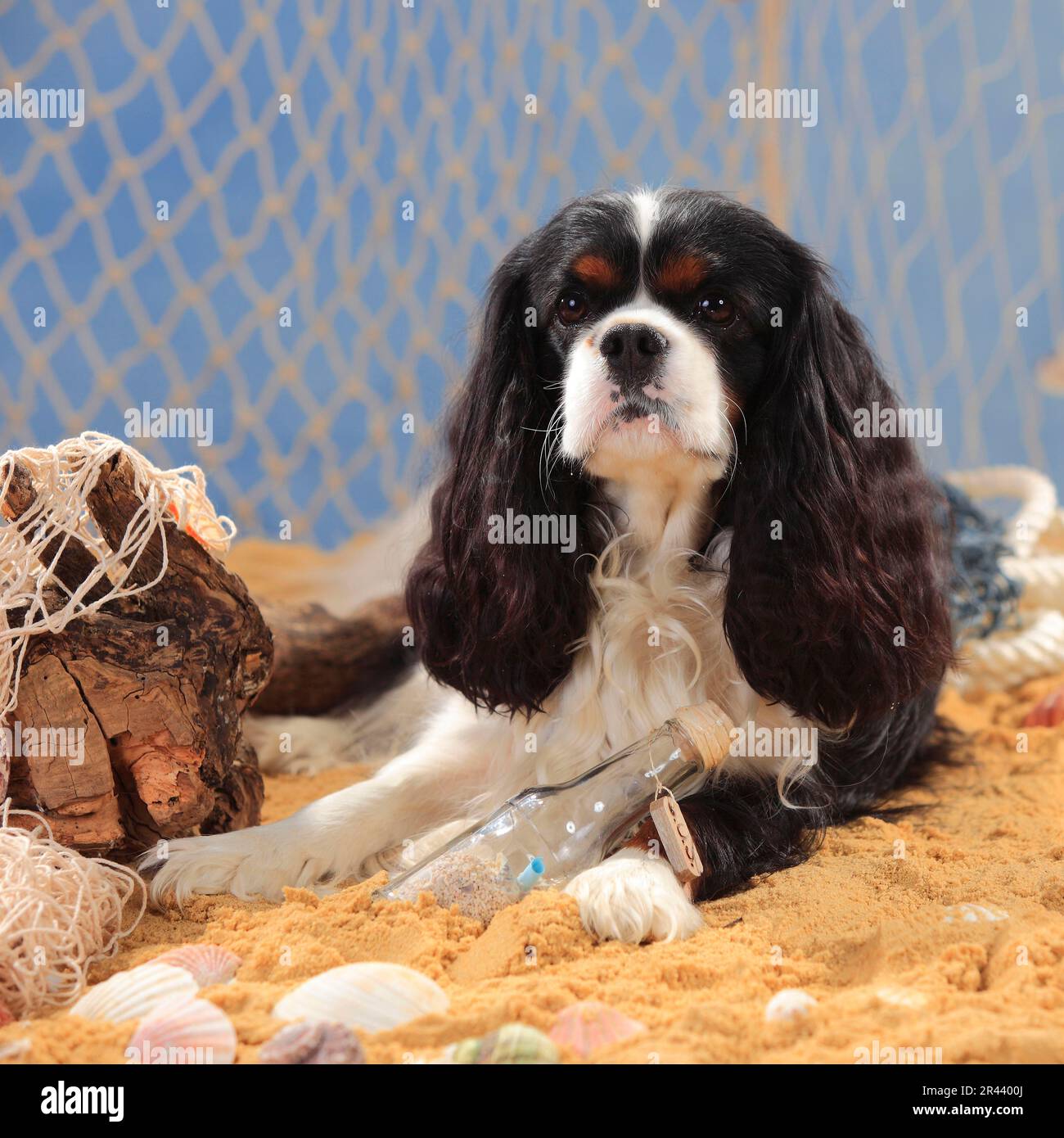 Cavalier King Charles Spaniel, male, tri-coloured, 3 years old Stock ...