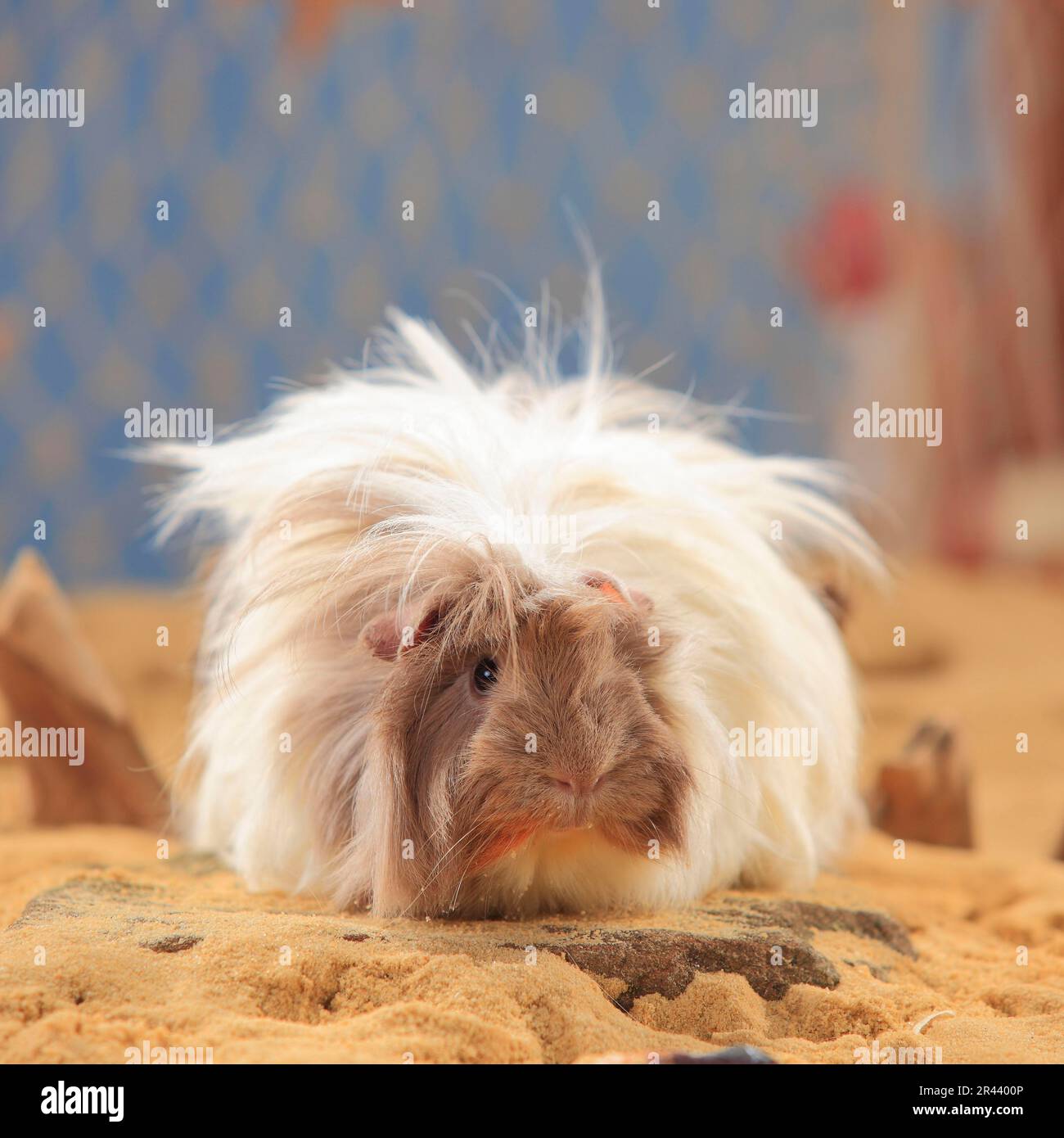 Angora guinea pig hi-res stock photography and images - Alamy