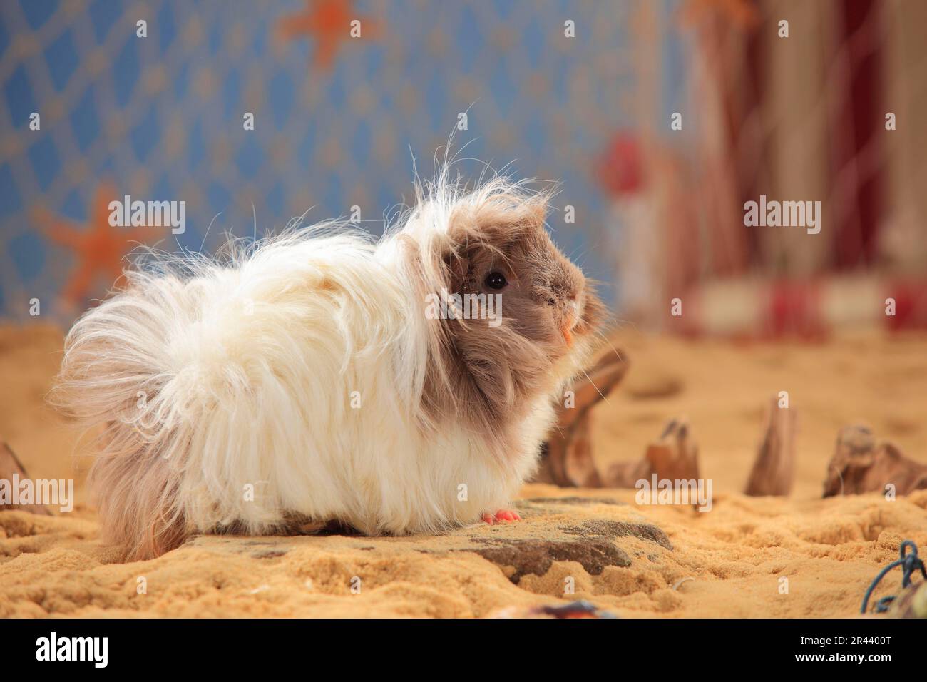 Angora guinea pig hi-res stock photography and images - Alamy