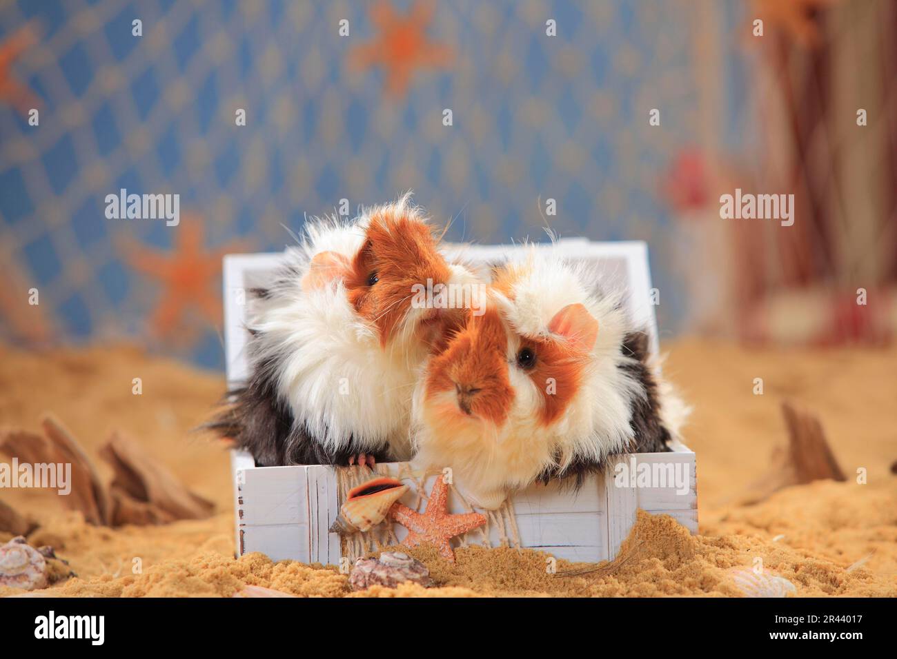 Angora guinea pig, tortie-white Stock Photo - Alamy
