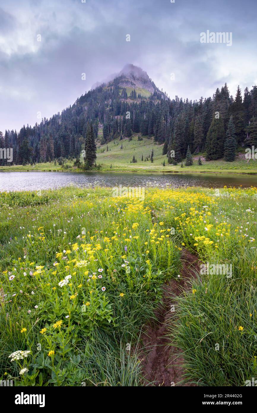 View of Yakima peak from Tipsoo lake with wildflowers in foregro Stock ...