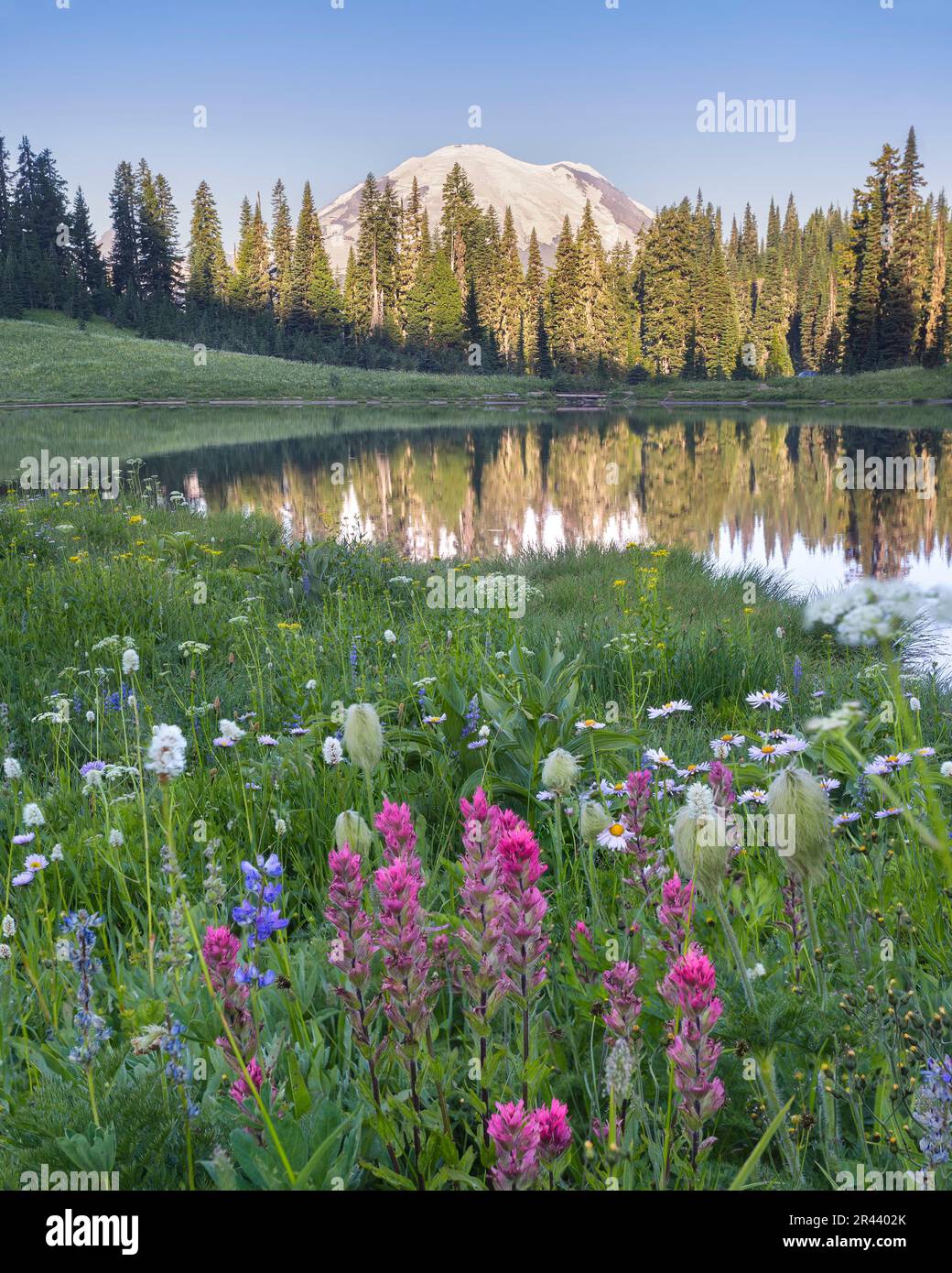 Mount Rainier from Tipsoo lake with wild flowers in foreground Stock ...