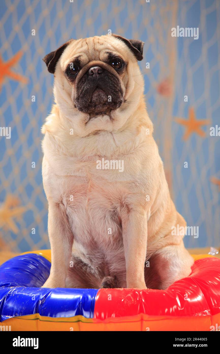 Bathing ring hi-res stock photography and images - Alamy