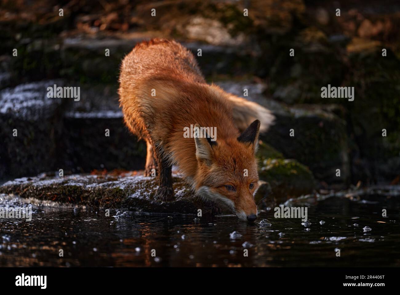 Fox drink, orange evening light. Orange fur coat animal in nature ...