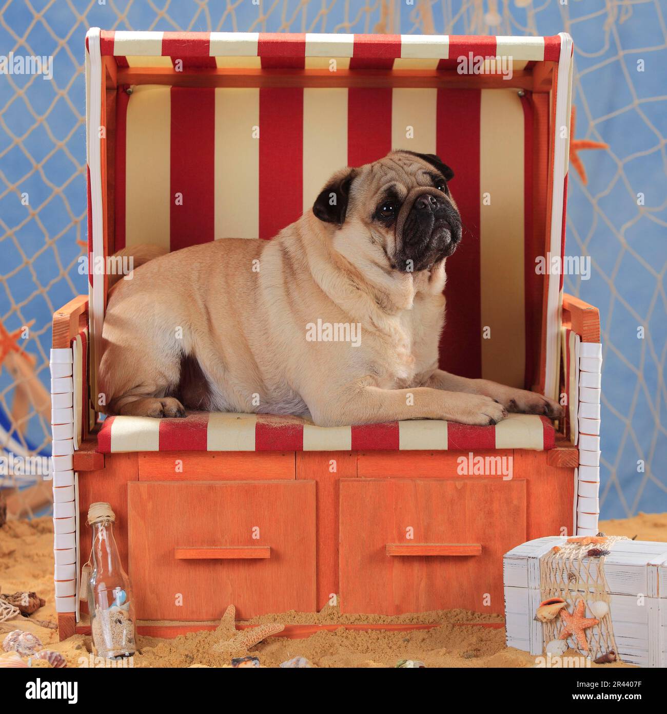 Pug chair hi-res stock photography and images - Alamy