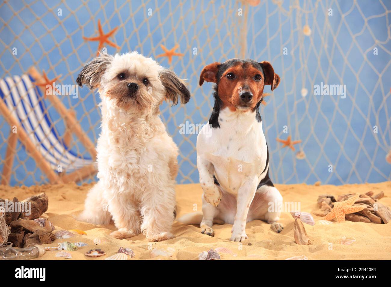 Jack Russell Terrier and mixed breed dog, males Stock Photo - Alamy