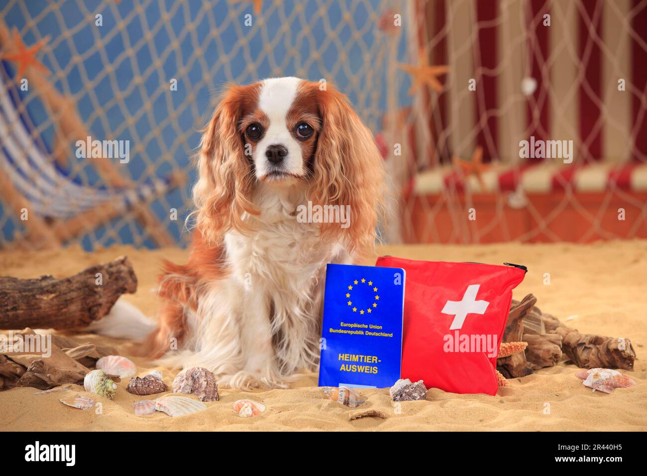 Cavalier King Charles Spaniel, female, Blenheim, 10 years old, with ...