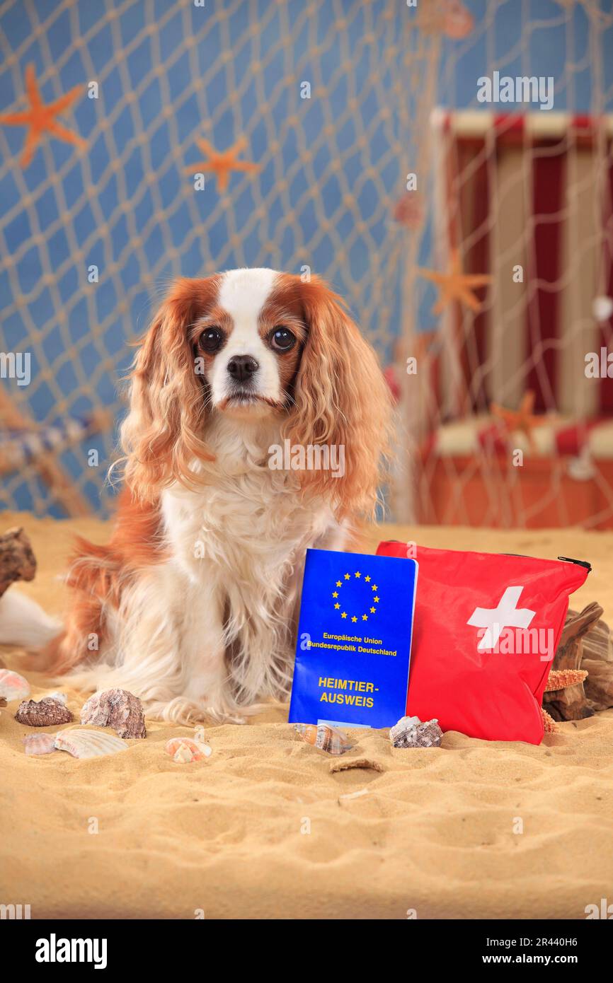Cavalier King Charles Spaniel, female, Blenheim, 10 years old, with ...