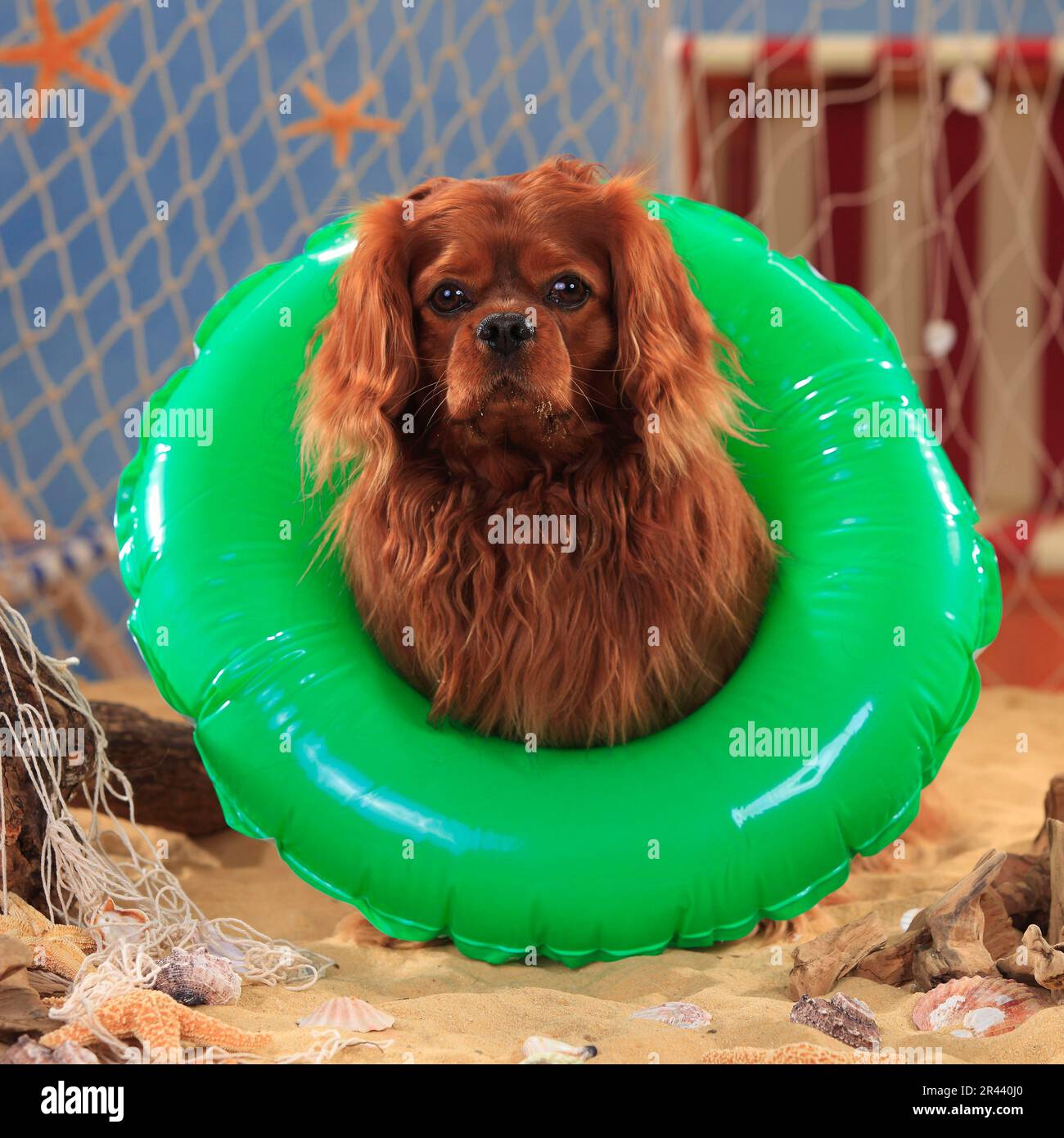 Bathing ring hi-res stock photography and images - Alamy