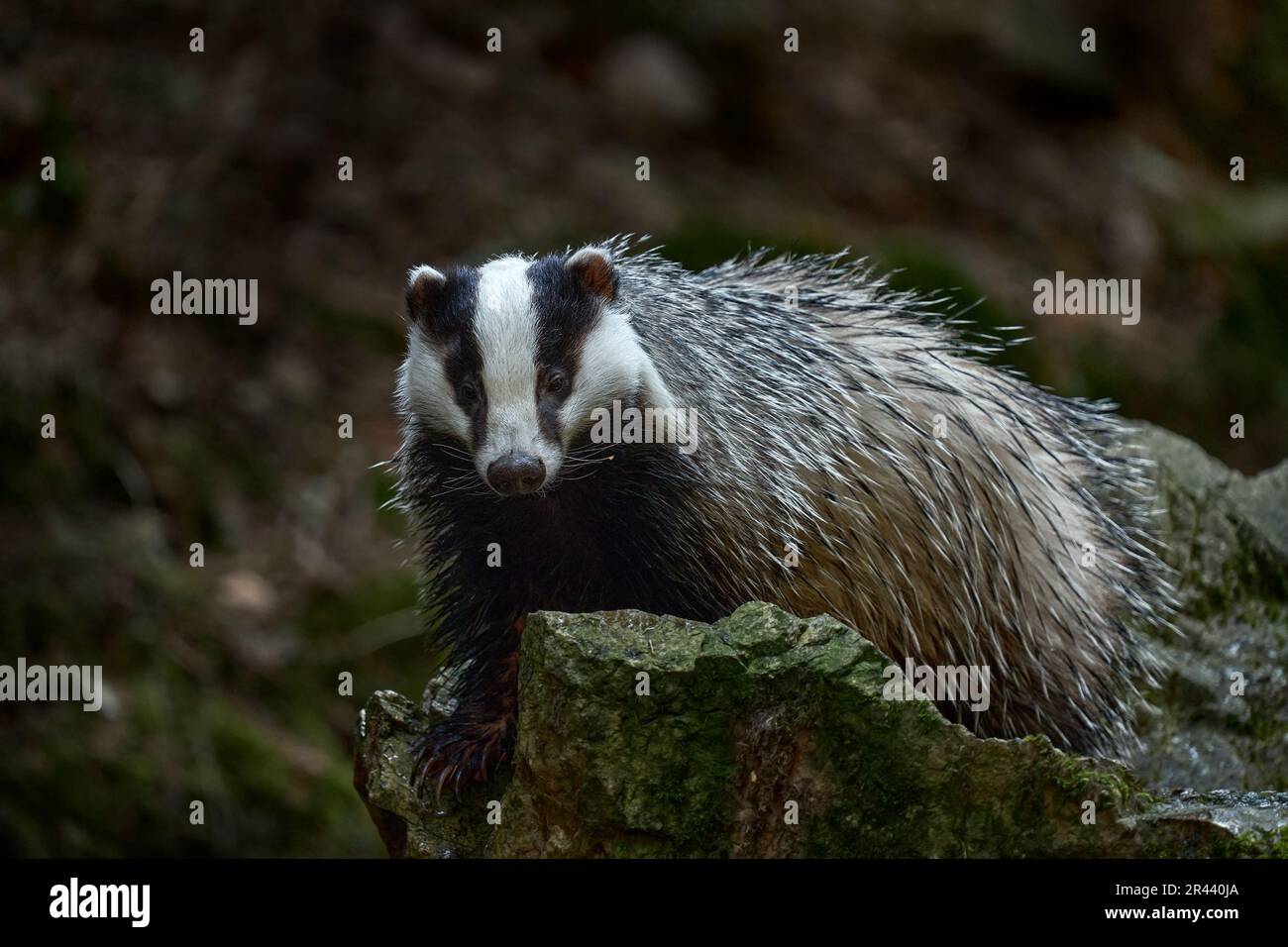 Badger on the stone in the forest. Hidden in bushes of cranberries ...