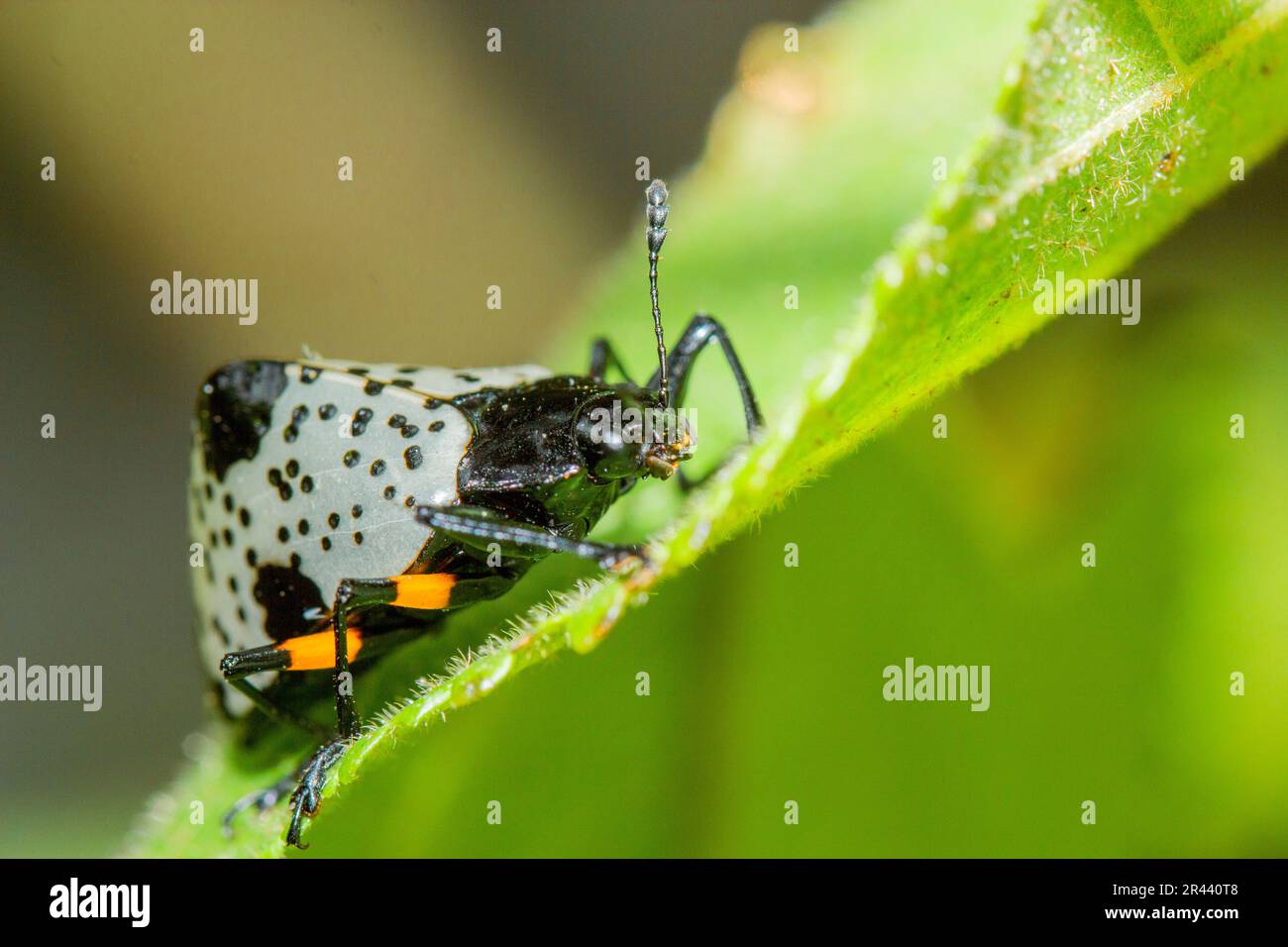 City popayan hi-res stock photography and images - Alamy