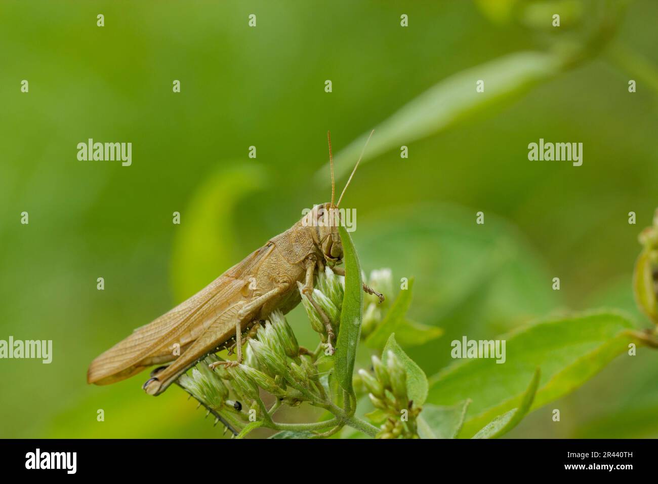 insect (bug) grasshopper locust Stock Photo - Alamy