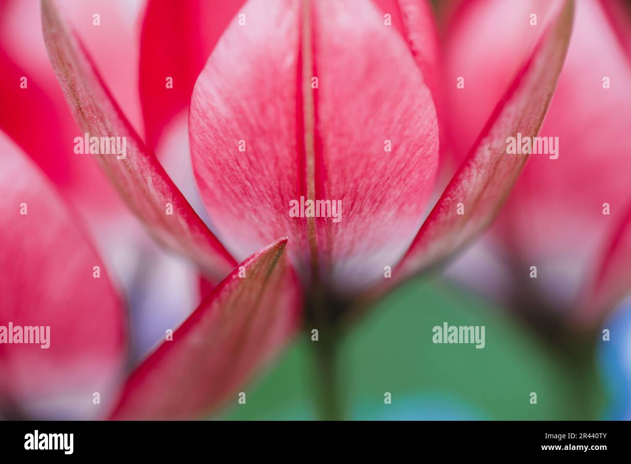 Side view of tulips hi-res stock photography and images - Alamy