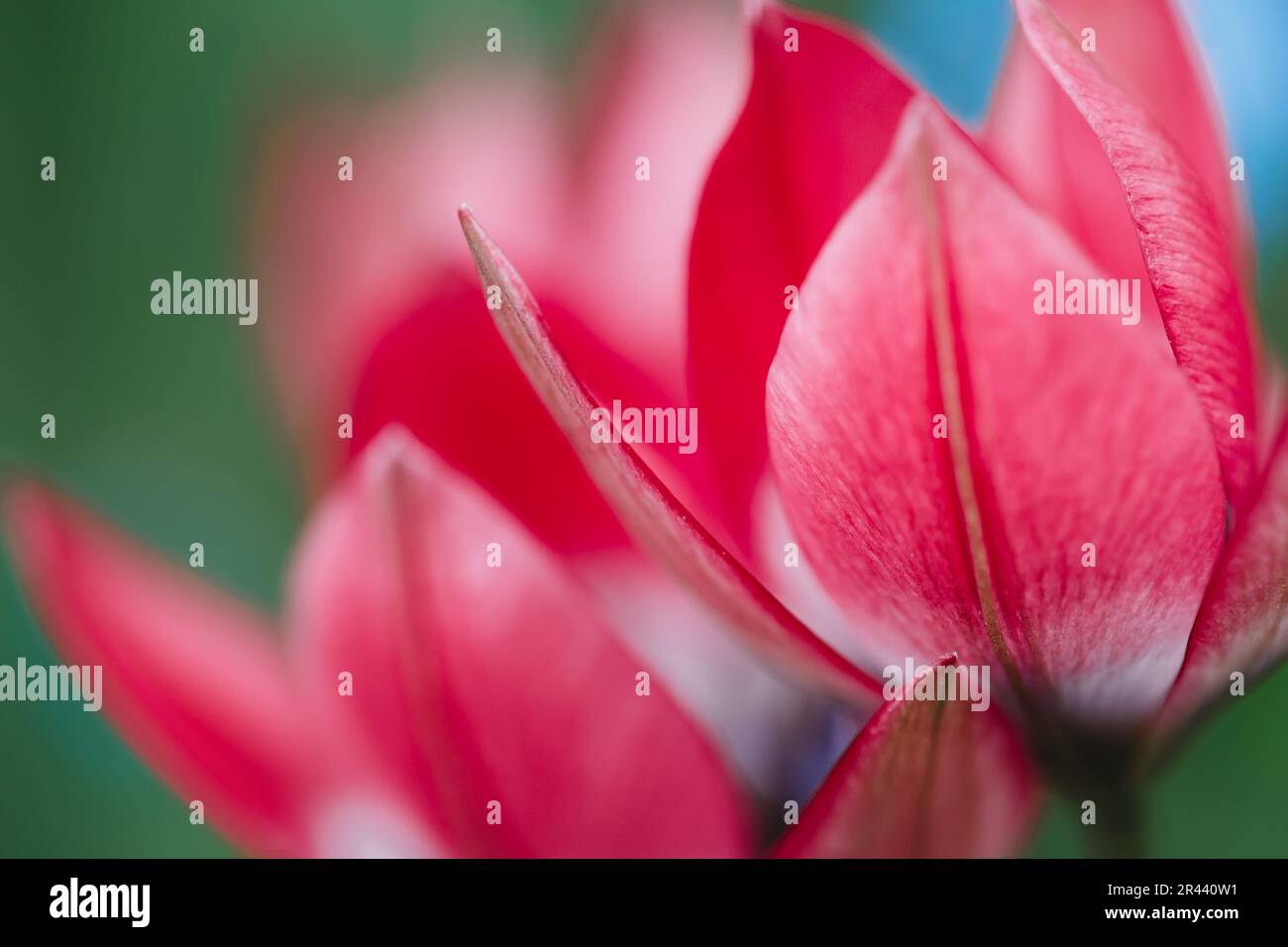 Side view of tulips hi-res stock photography and images - Alamy