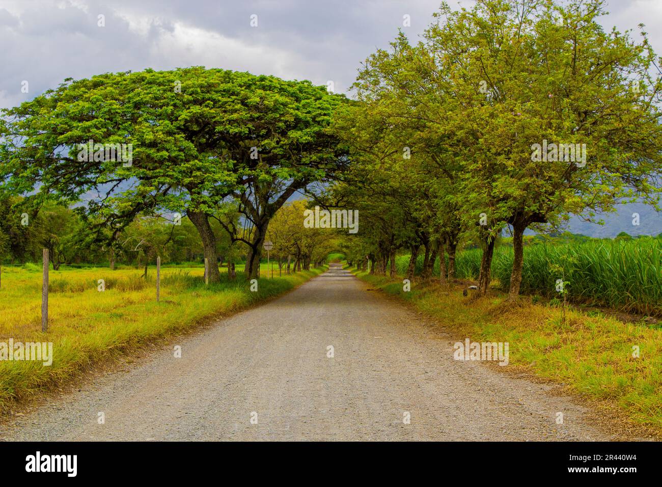 Country road in grove hi-res stock photography and images - Alamy